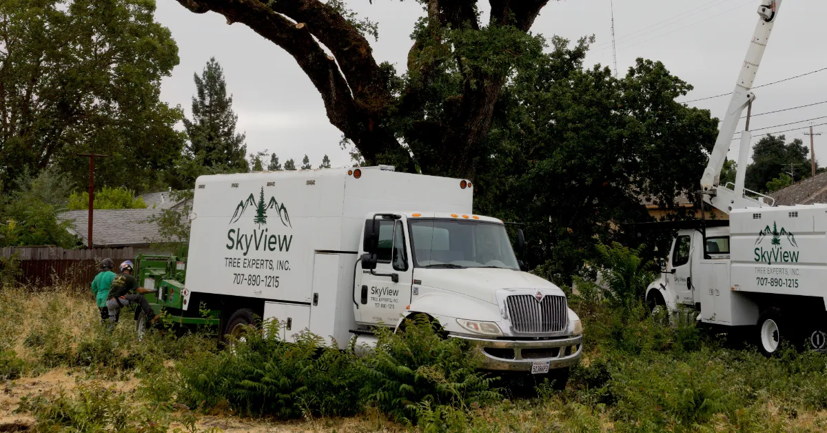 Tree Service | SkyView Tree Experts | Sonoma, Marin, & Napa, CA